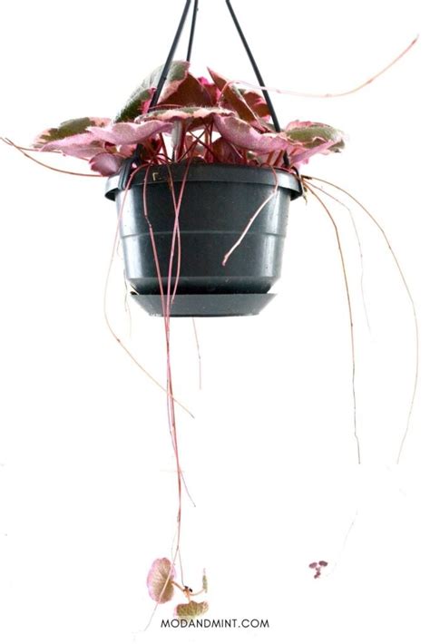 Strawberry Begonia Care Guide Saxifraga Stolonifera