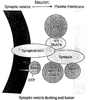 Synapse Definition And Types Medical Science Optional Notes For UPSC PDF Download