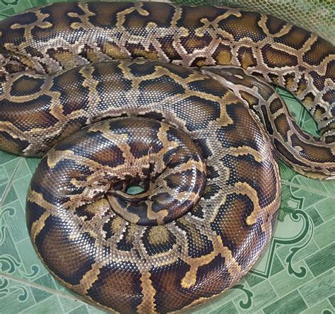 Bohol Python And Wildlife Park 2025 All You Need To Know Before You