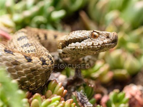 Closeup Of Python Snake Curled On Blurred Background Colorful Ball Python Stock Photo
