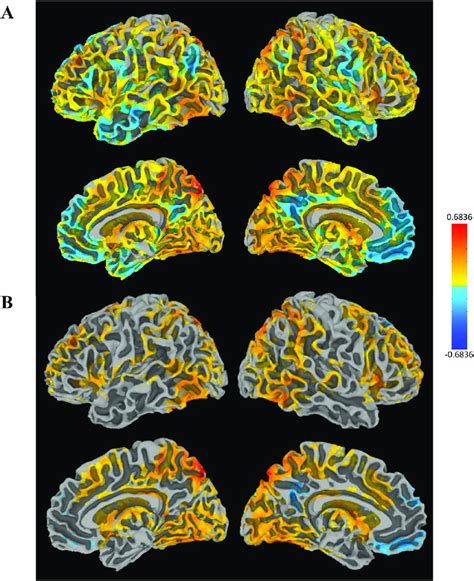 Maps Showing R Vlpfc Ppi Connectivity With The Rest Of The Brain During