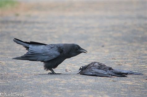 The Fascinating Mating Habits Of Crows A Closer Look Into Their Reproduction Process