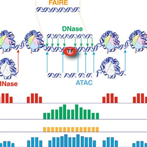 Current Genome Wide High Throughput Chromatin Accessibility Assays