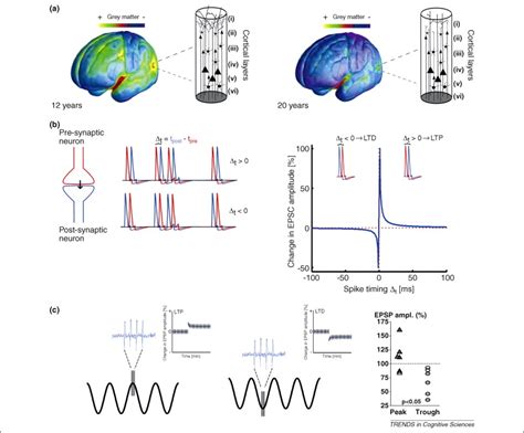 Neural Synchrony And The Development Of Cortical Networks Trends In