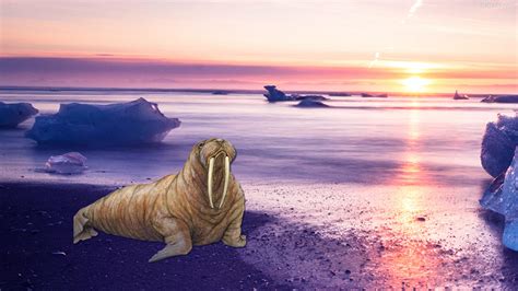 Walrus Desktop Wallpaper 32045 - Baltana