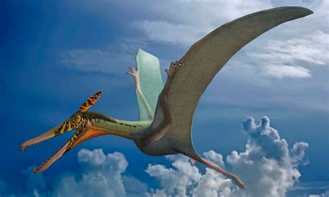 First Winged Reptiles Were Clumsy Flyers Research Suggests Bob