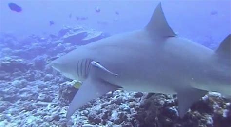 Histoire Deau Le Requin Citron En Polynésie Française Youtube