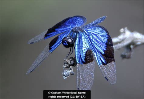 Introducing The Big Dragonfly Color Project Notes From Nature