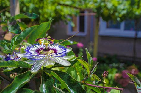 녹색 정원 배경에 대한 블루 스타 모양의 크라운 열정 꽃 파시 플로라 Caerulea 보라색 필라멘트 노란 스타멘 보라색 낙인의