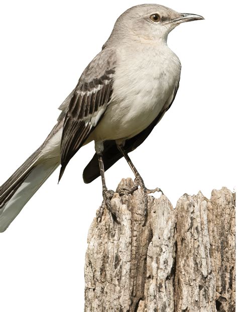 The Mockingbird The State Bird Of Florida