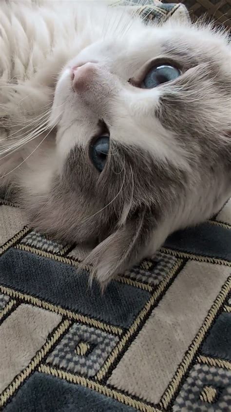 кот рэгдолл Ragdoll Cat животные Kitten Catlover рэгдолл регдолл котята кошка кошки