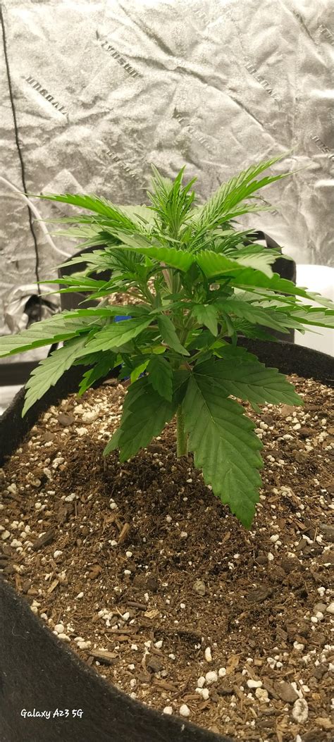 Lst Gone Wrong Rcannabiscultivation