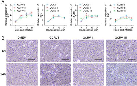 Figure 1 From Comparative Transcriptomic Analysis Revealed Potential