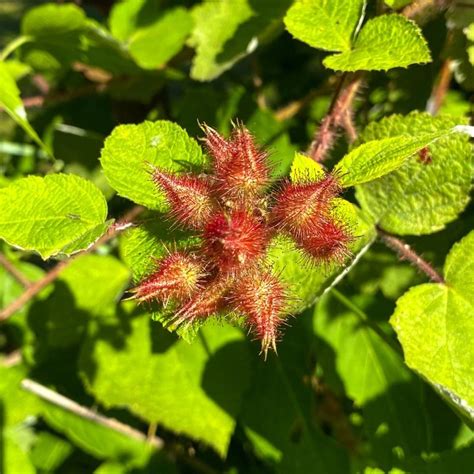 30 The Most Resilient Berry Bushes For Any Garden