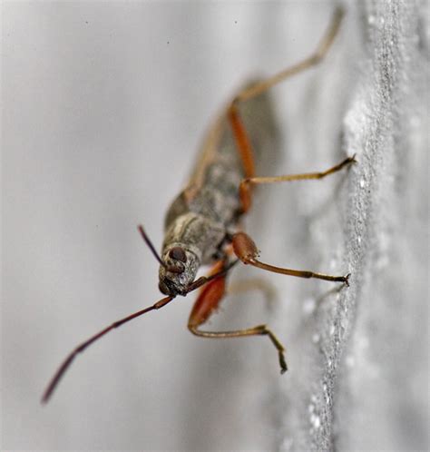 Hemiptera Paromius Longulus Bugguide Net