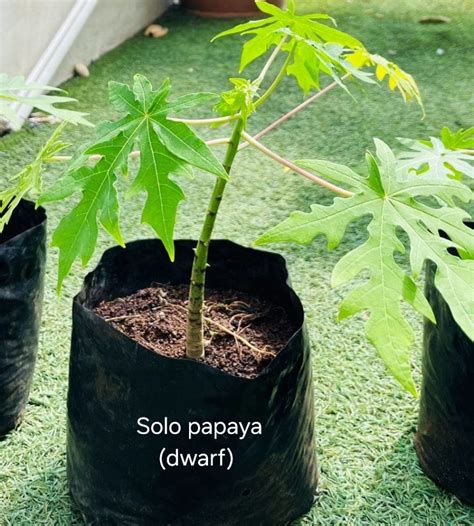 Papaya Solo Fruit Tree