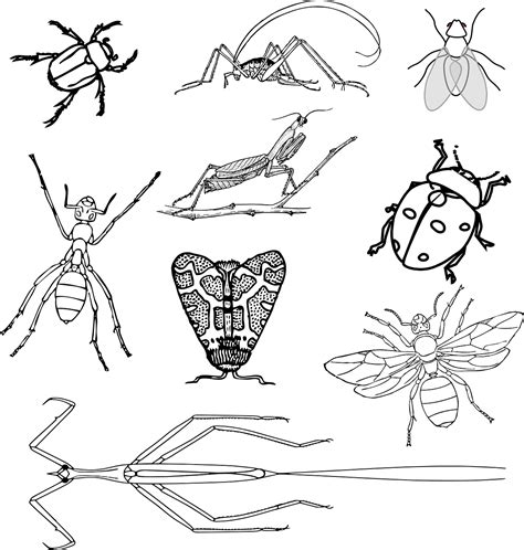 Bug Id For Pennsylvania Top Most Common Bugs