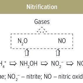Nitrification In Aerobic Soils Download Scientific Diagram