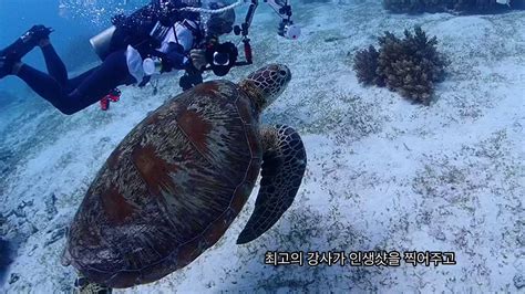 보홀 스쿠버다이빙 10회 총경비 계산 Youtube