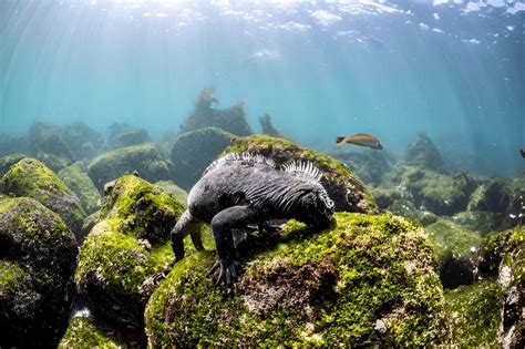 Galapagos Marine Iguana Only Marine Lizard Facts Habitat And Conservation