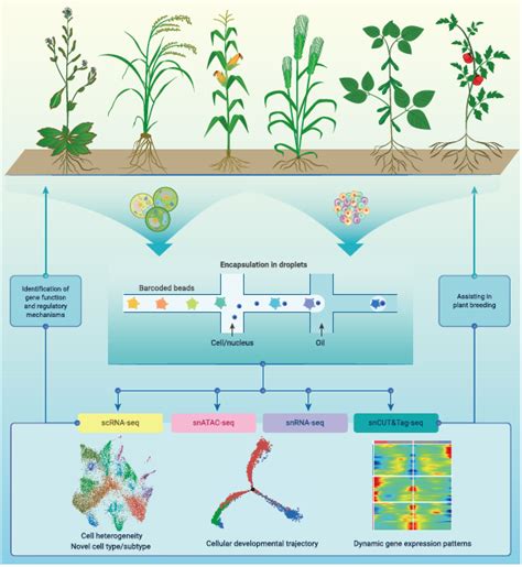 The Applications Of Single Cell Sequencing In Plant Biology Download Scientific Diagram