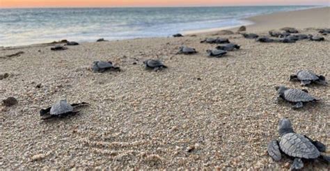Cabo San Lucas Combo Sea Turtle Release And Atv Experience Travel