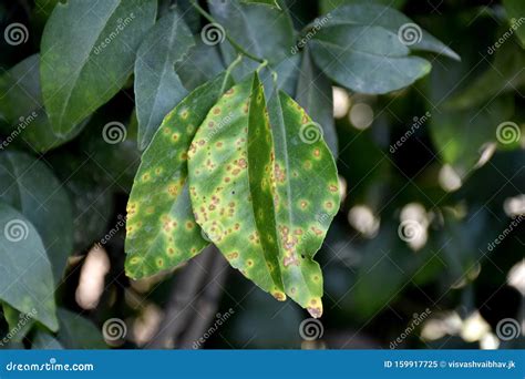 citrus canker disease affecting citrus species infection causes lesions