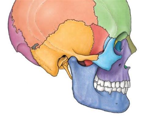 Diagram Of Cranium Bones Side View Quizlet