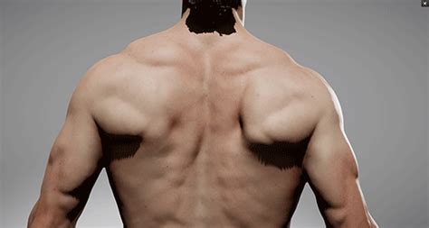 Anatomy Real D Reference For Artists