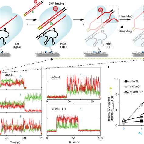 Smfret Assay To Investigate Initial Dna Unwinding Upon Binding Of Dna
