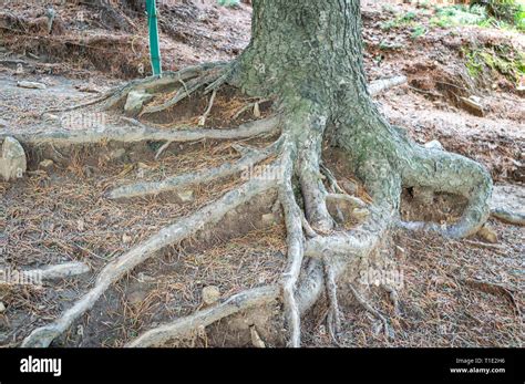 Tree Roots Growing Above Ground Hi Res Stock Photography And Images Alamy