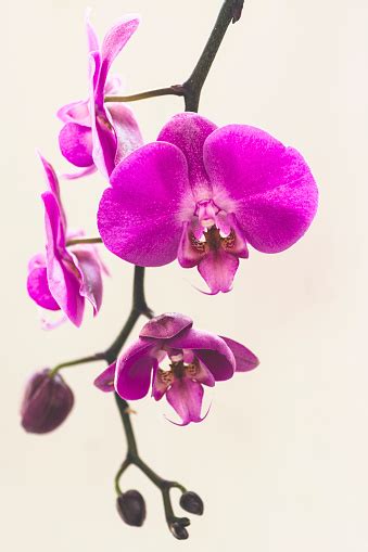 흰색 배경에 고립 된 겨울 또는 봄 날 열 대 정원에서 핑크 호 접 난초 꽃 난과 식물에 대한 스톡 사진 및 기타 이미지 난과 식물 꽃 나무 꽃 식물 Istock