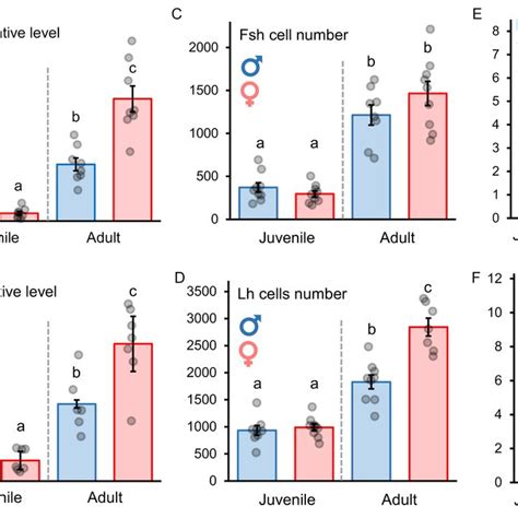 Sex Steroids Inhibit Gonadotrope Cell Mitosis In Medaka Pituitary A