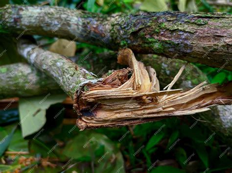 부러진 티크 나무 줄기 텍스처 프리미엄 사진