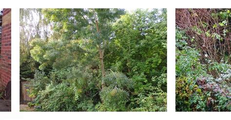 Tree Following With Lucy A New Year Dawns