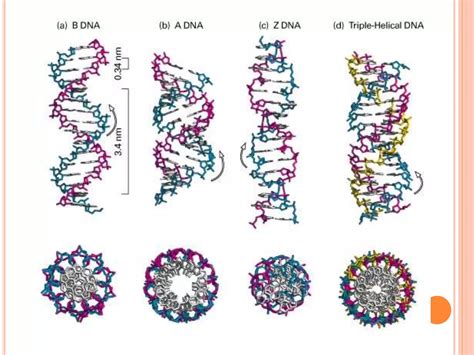 Dna Strcture And Function Pptx