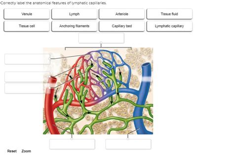 solved correctly label the anatomical features of lymphatic