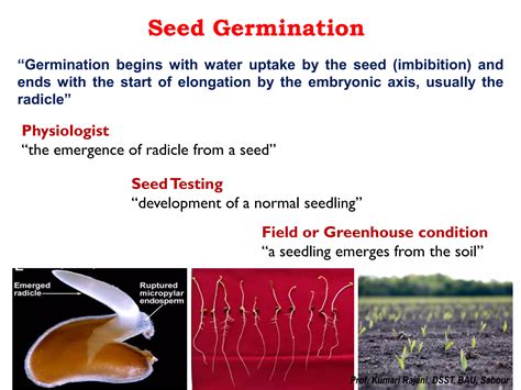 Seed Germination Testing Pdf