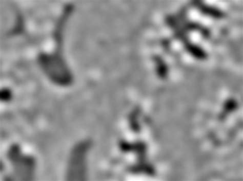 Interpolation Carbon Instance Segmentation Dataset By Fibersvoids