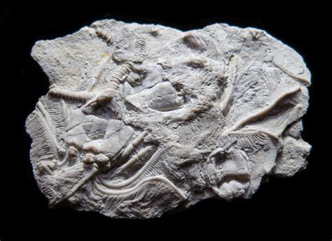 Class Crinoidea Fossil