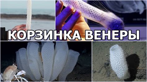 КОРЗИНКА ВЕНЕРЫ - Изящный шедевр Творца - YouTube
