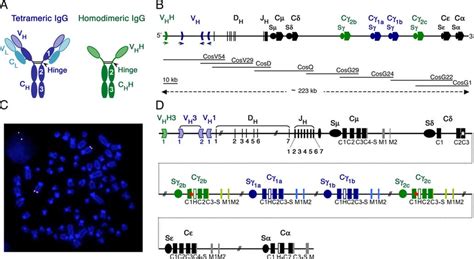Alpaca Immunoglobulins Structure And Gene Organization A Schematic Download Scientific