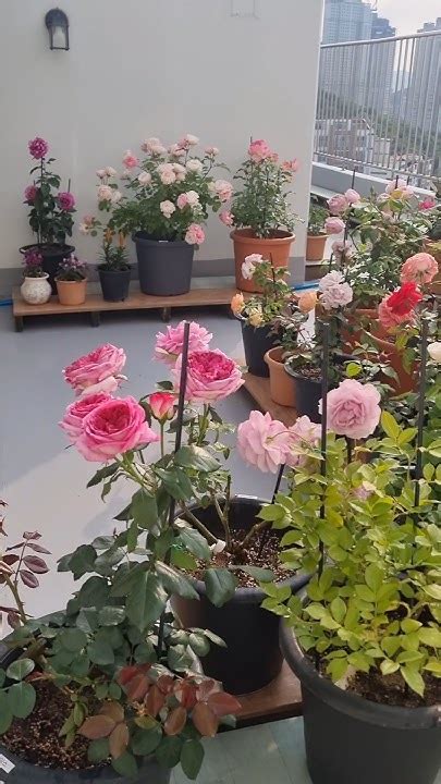 장미꽃이 만발한 아침 옥상정원 Youtube