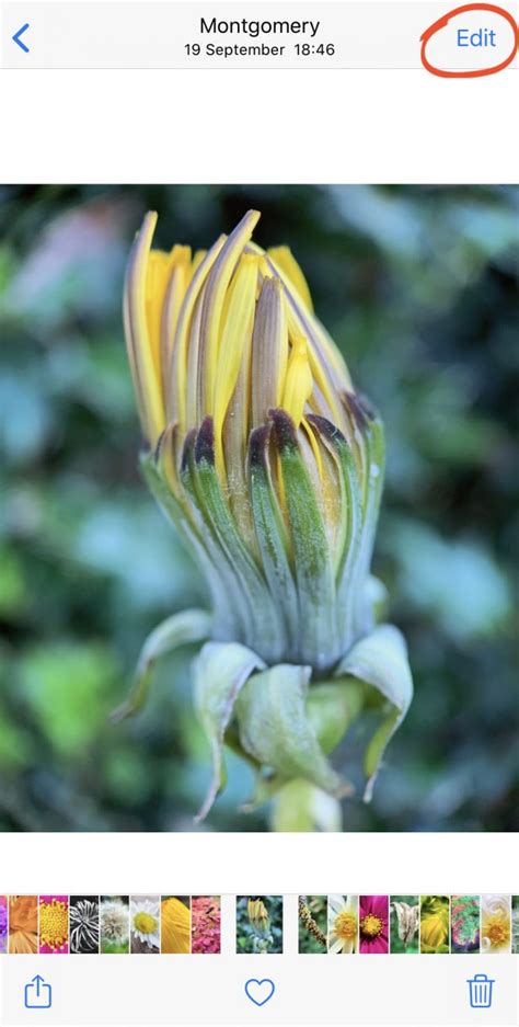 How To Edit Photos On IPhone Using The Built In Photos App