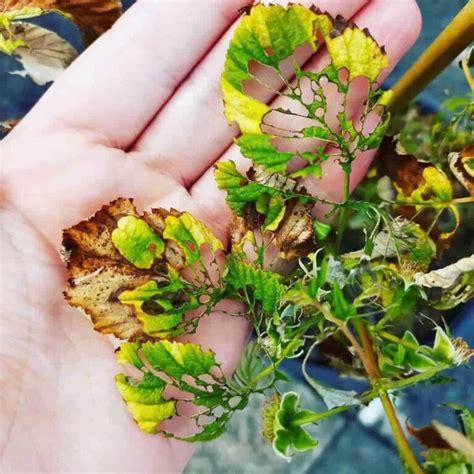 15 Raspberry Pests And Diseases You Should Know About Garden Patch Raspberry Plants Pests