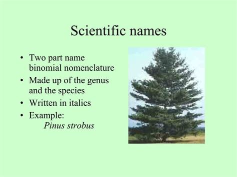 Tree Identification PPT