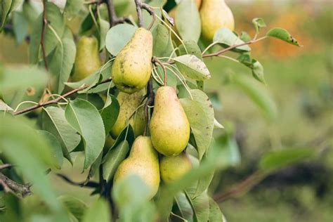 How To Deal With Pear Tree Pests And Diseases Managing Them With