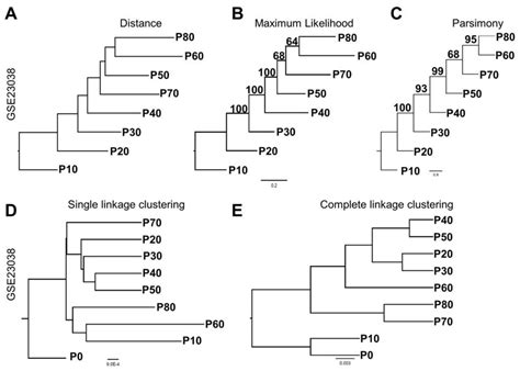 Phylogenetic Reconstruction Provides A Simple Visualization Tool To Download Scientific Diagram