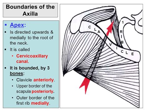 Abscess Of Axilla Primary Tubercular Abscess Of The Axilla A Rare