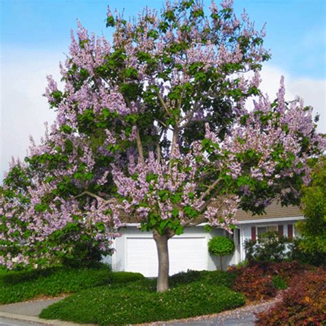 Вот это скорость Деревья которые можно посадить на участке чтобы уже через год можно было